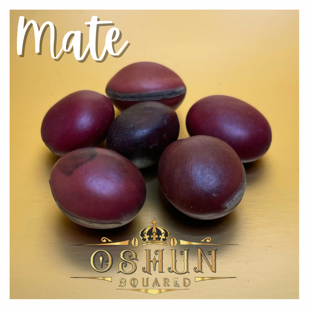 Red Mate Seed | Semilla de Mate en Rojo – Oshun Squared